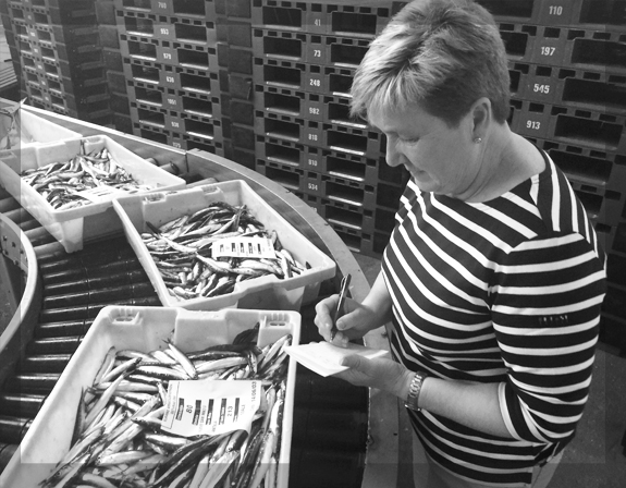 Maisor | Anchoas Maisor, Getaria