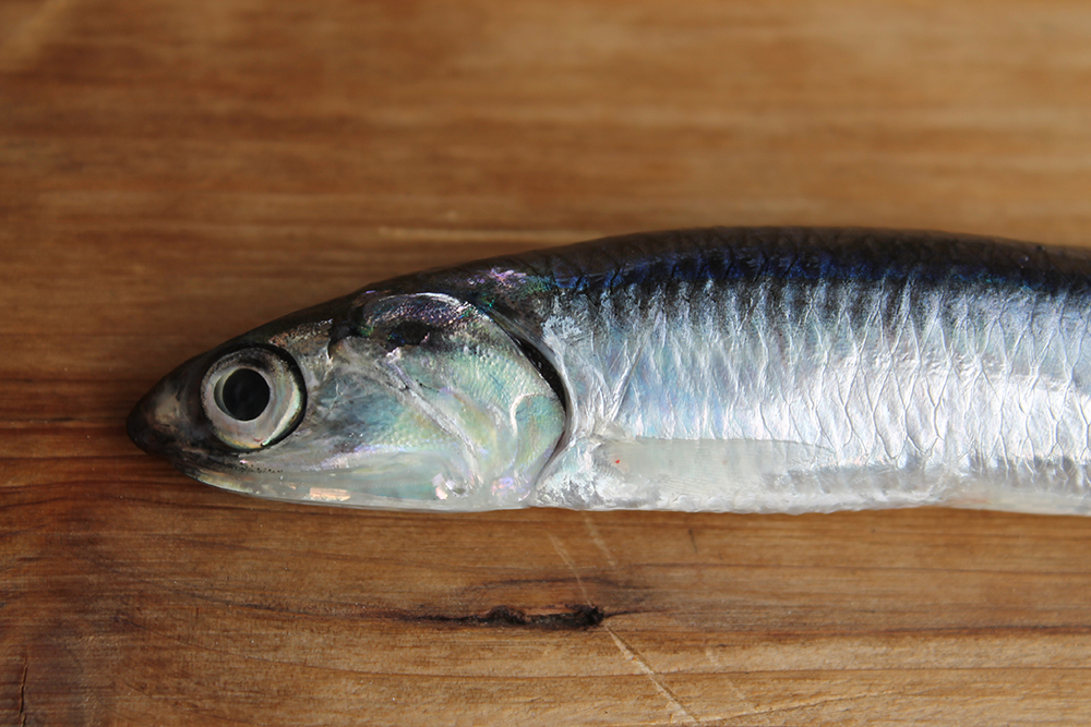 Anchoas Maisor | Conservas artesanales de anchoa de Getaria